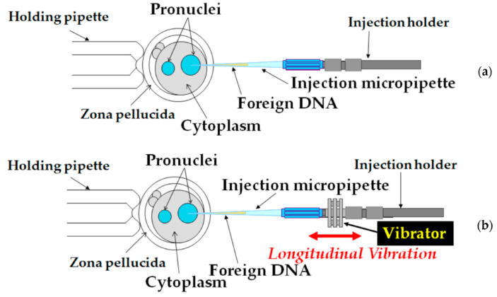 What is Microinjection? A Complete Guide to the Technique and Its ...