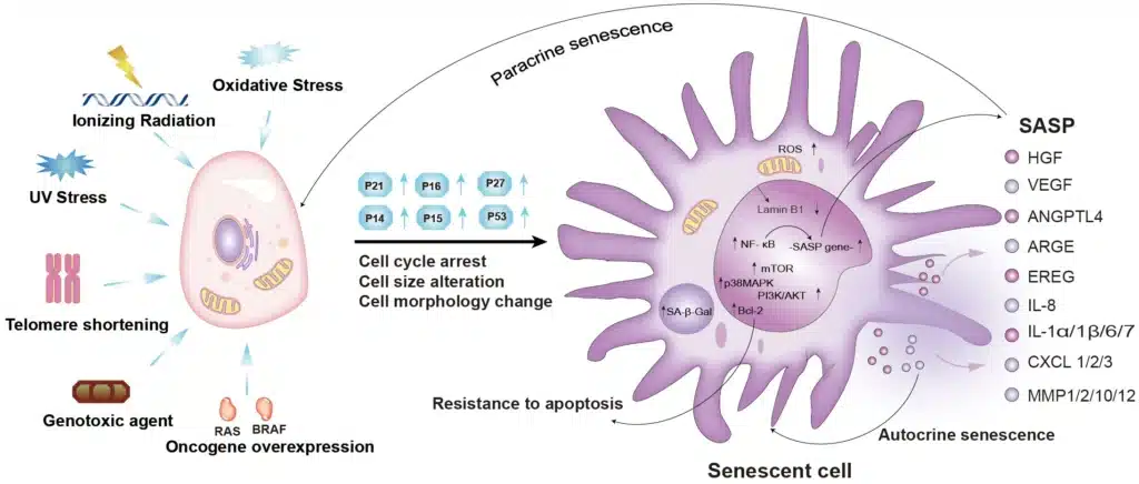 Cellular Senescence and Its Implications in Cancer