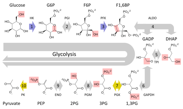 Glycolysis Pathway: definition, Steps, Regulation, and Cancer Metabolism