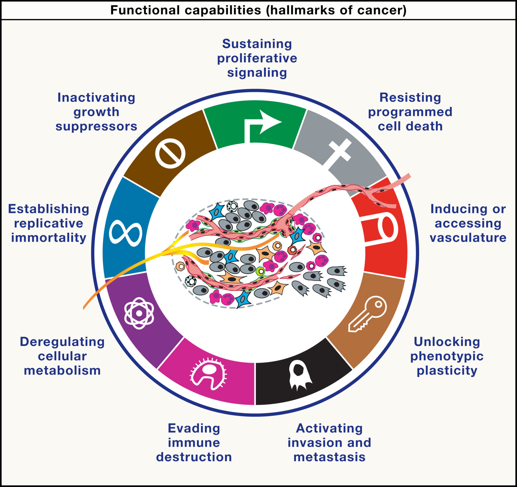 Hallmarks of Cancer Explained: Tumor Biology Guide