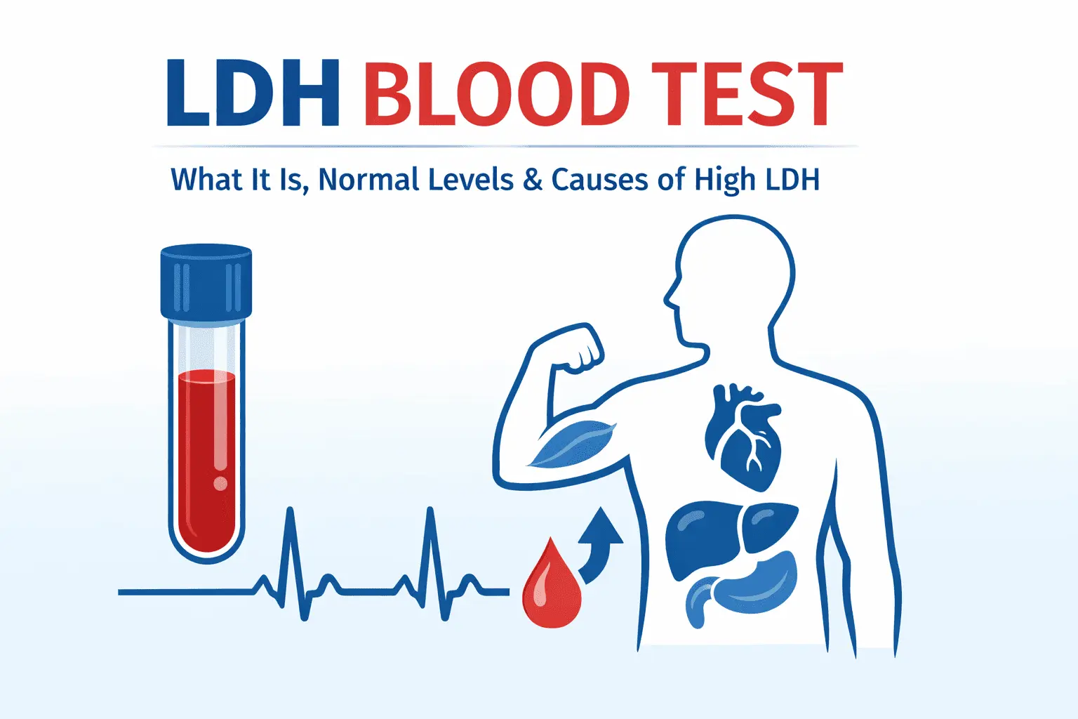 LDH Blood Test: Normal Range, High LDH Causes & Meaning